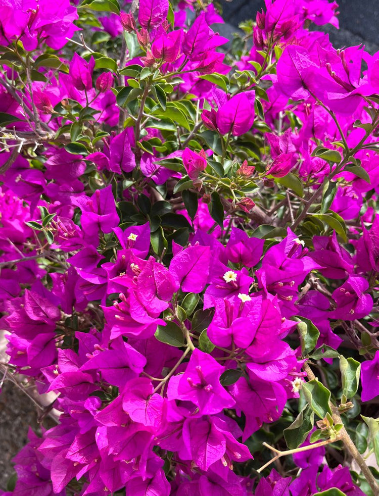 Cleo Hoop - Silver – Home Store Online